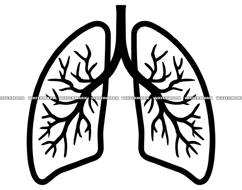 Lungs SVG, 3, Lungs Cut File, Lungs DXF, Lungs PNG, Lungs Clipart ...