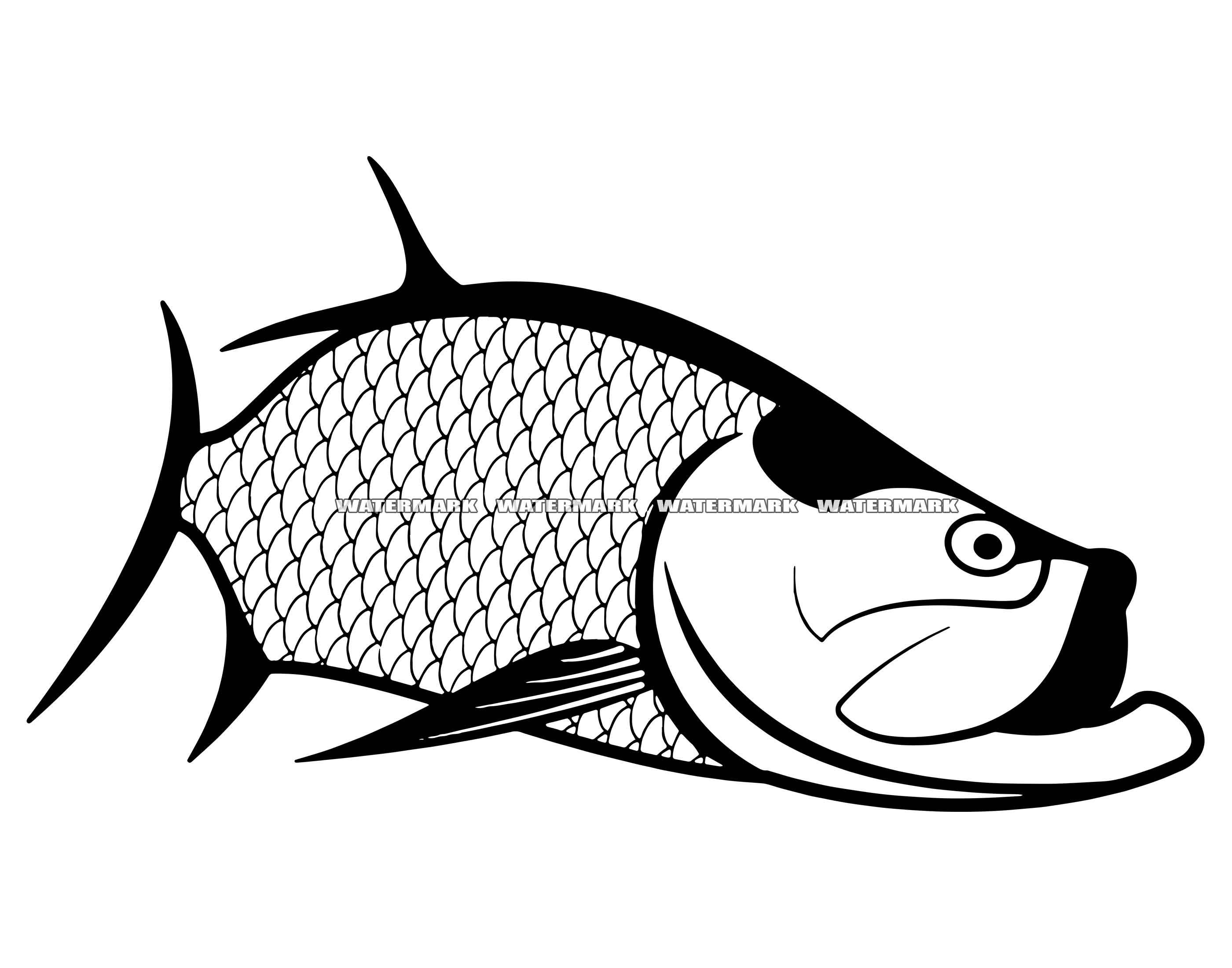 Tarpon Fish Clipart
