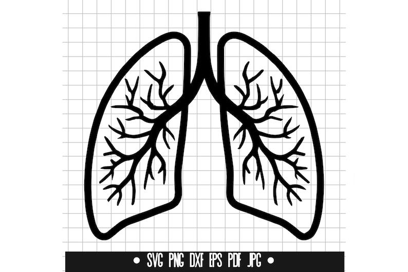 Lungs SVG, #3, Lungs Cut File, Lungs DXF, Lungs PNG, Lungs Clipart ...
