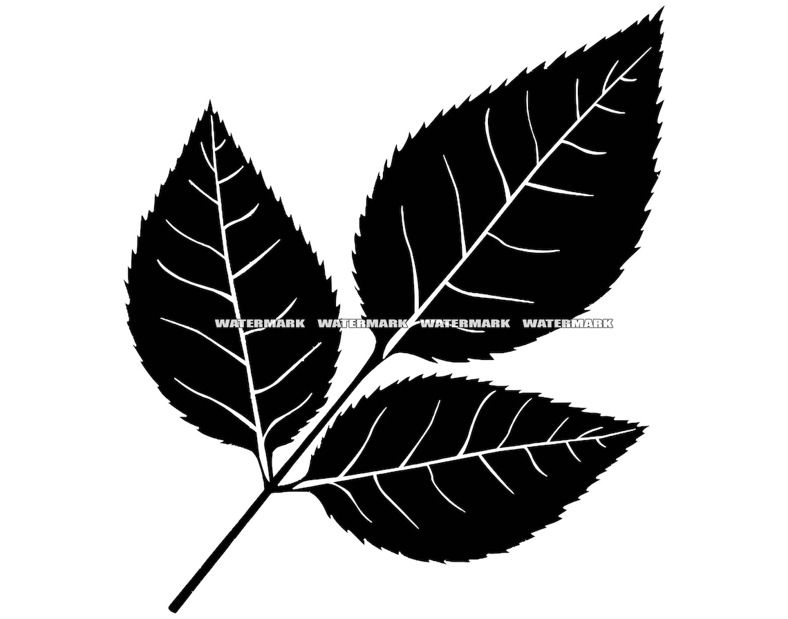 Rose Leaf SVG #1 Rose Leaf DXF, Rose Leaf PNG, Rose Leaf Clipart, Rose ...