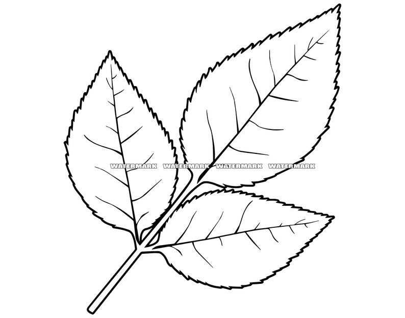 Rose Leaf SVG 2 Rose Leaf DXF Rose Leaf PNG Rose Leaf - Etsy Canada