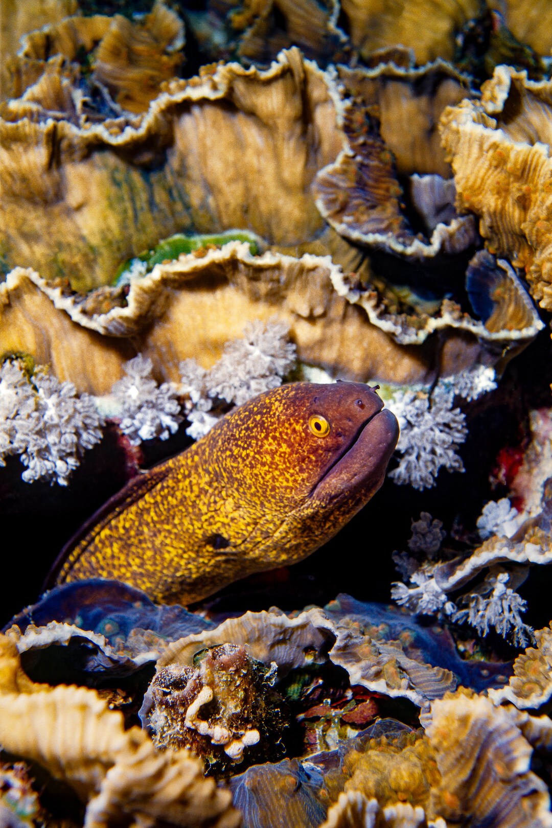 Fine Art Archival Photo Print. "moray". - Etsy