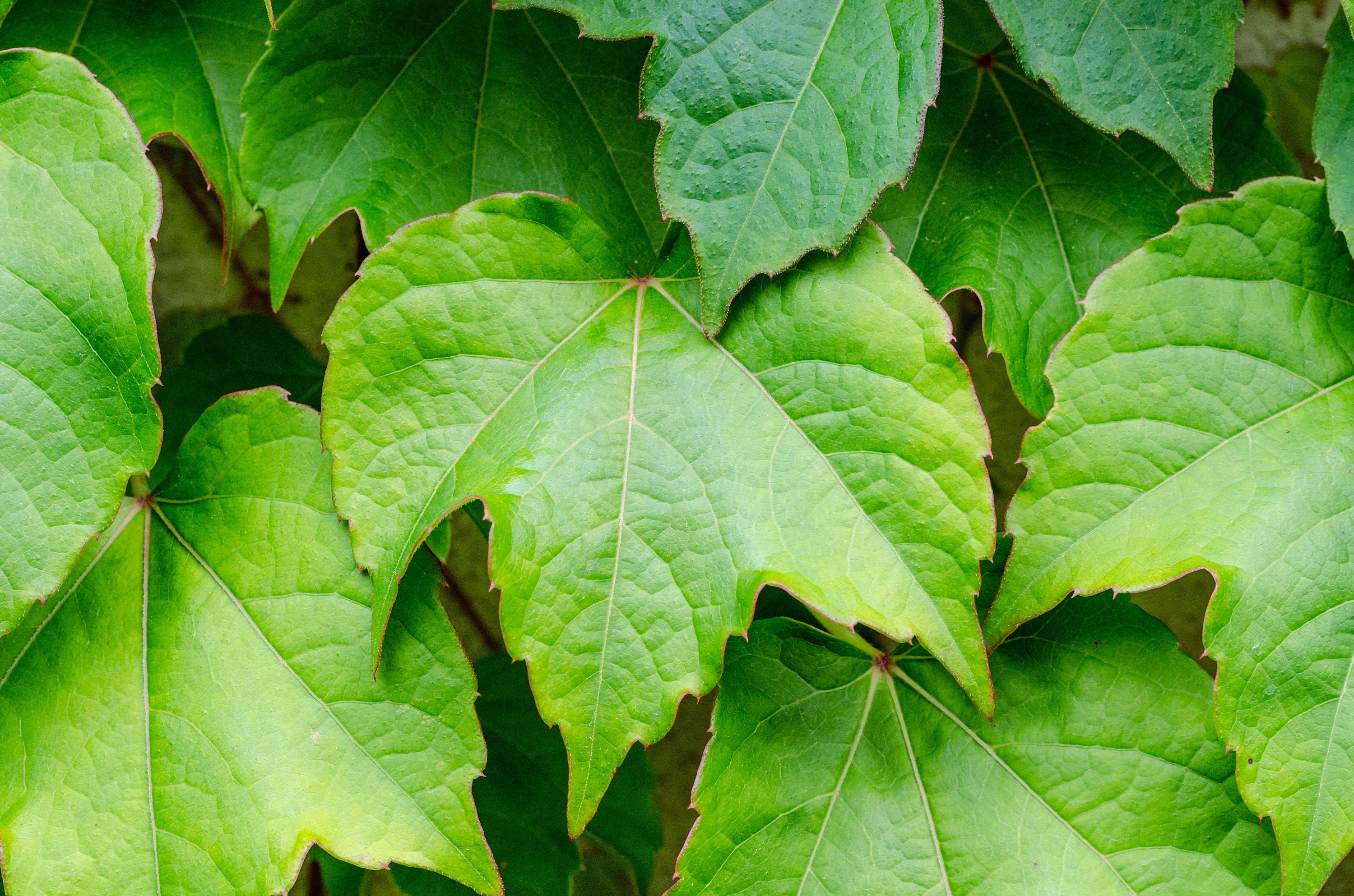 IVY ILLUSTRATION - Japanese Kamon Note Cards With Matching Envelopes ...