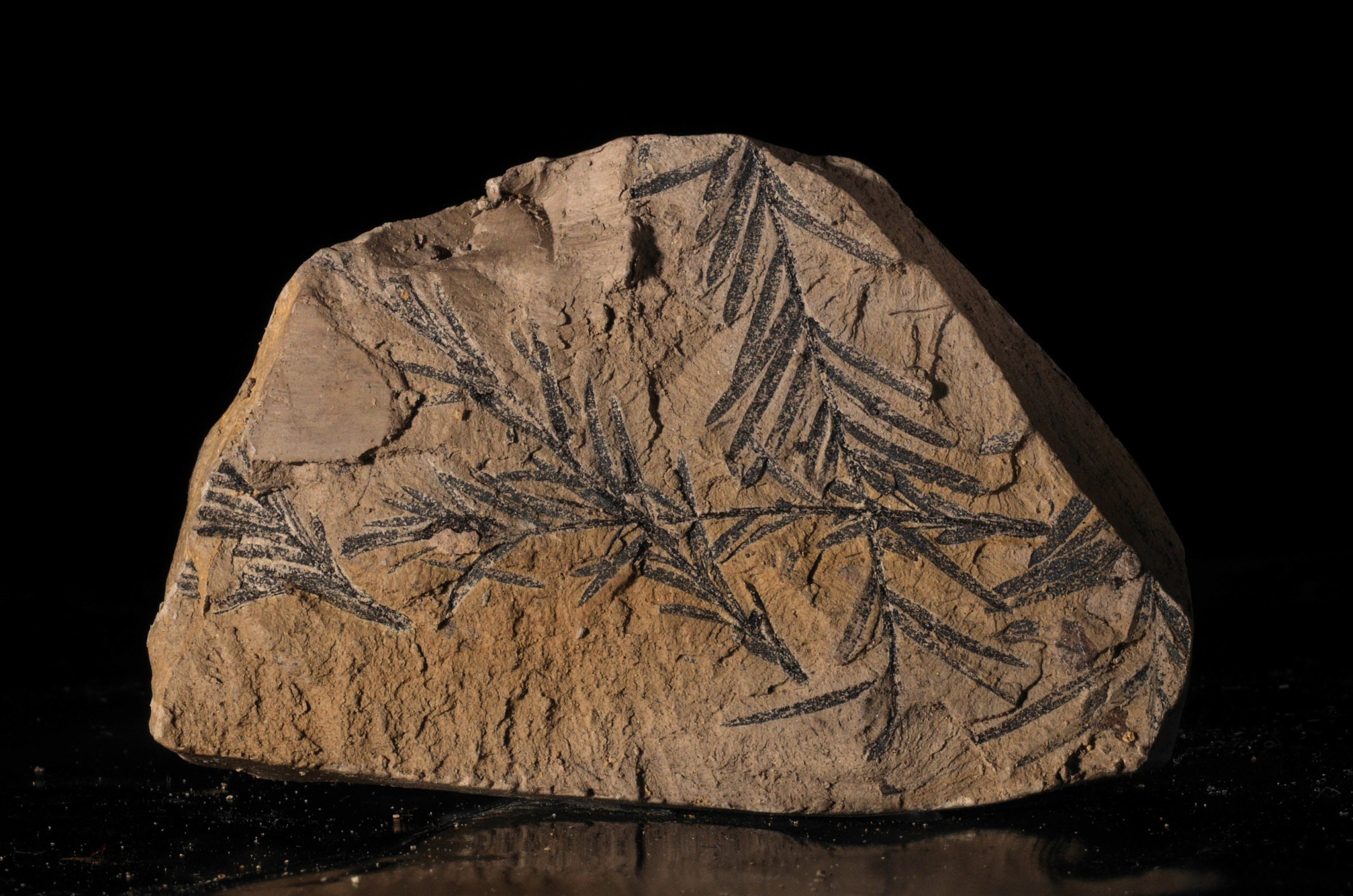 Taxodium Dubium, Neogene Miocene Doly Bilina, Czech Republic Fossil ...