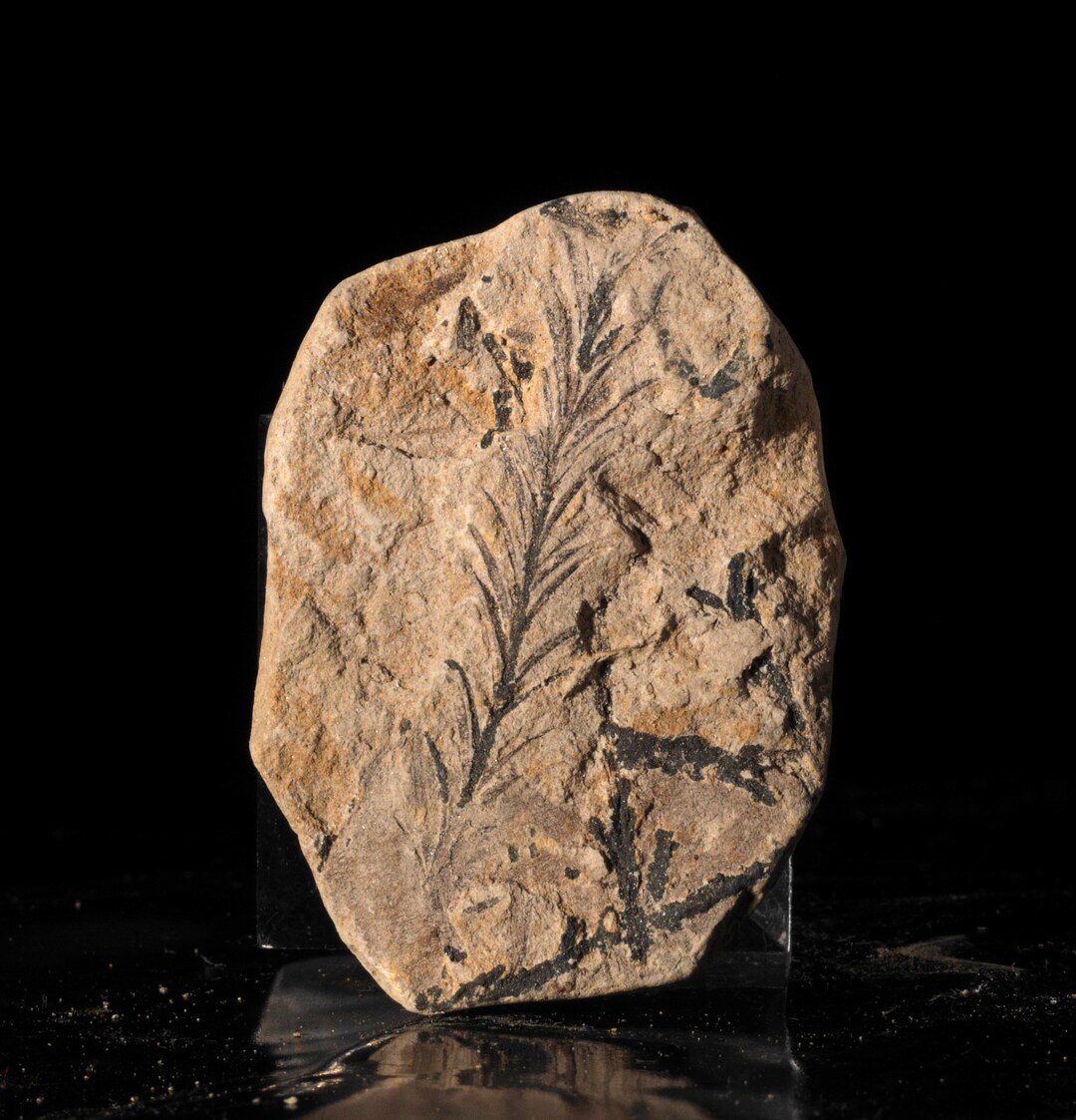 Taxodium Dubium, Neogene Miocene Doly Bilina, Czech Republic Fossil ...