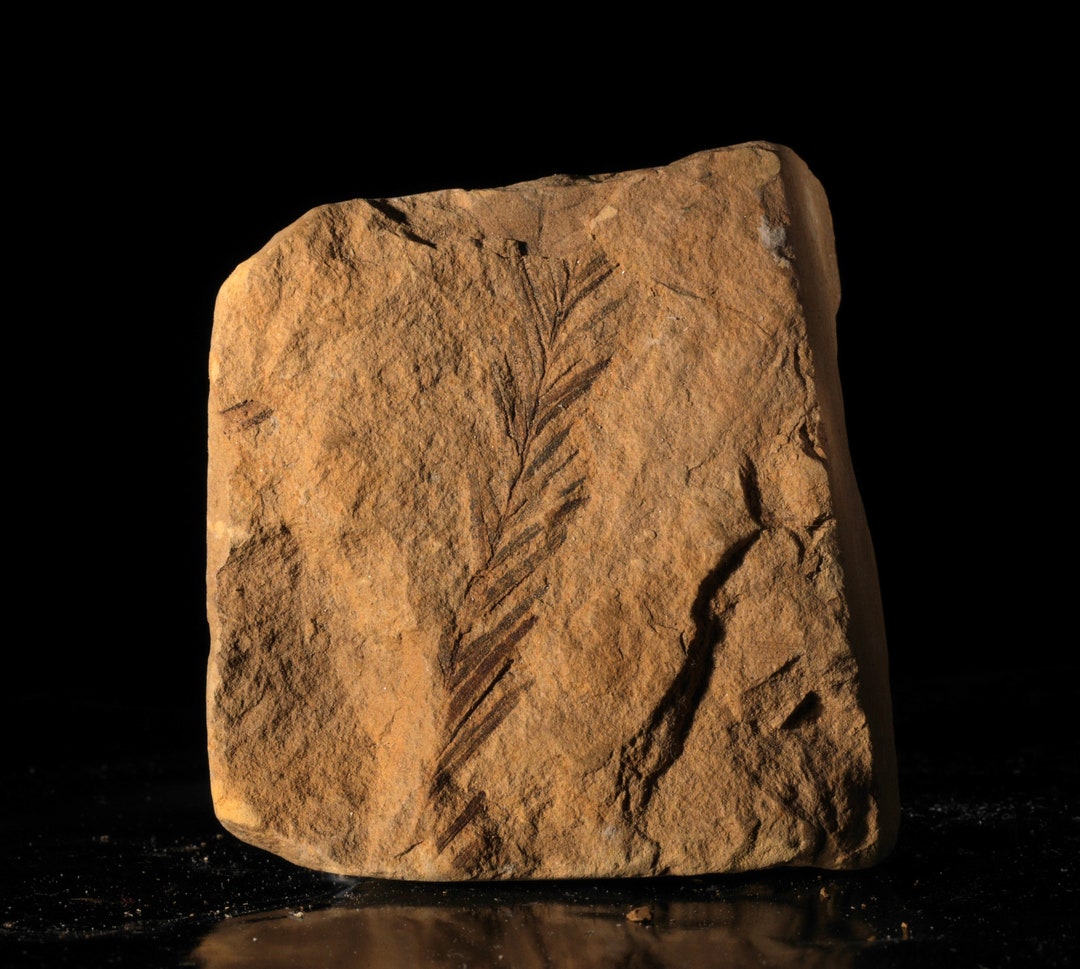 Taxodium Dubium, Neogene Miocene Doly Bilina, Czech Republic Fossil ...