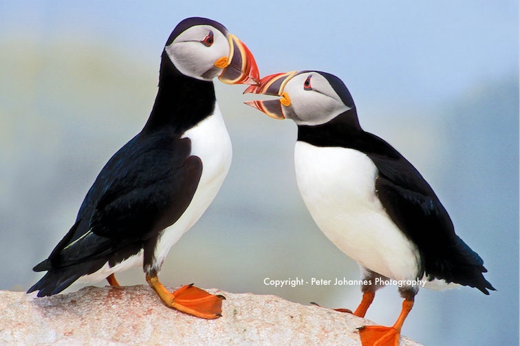 Female Puffin