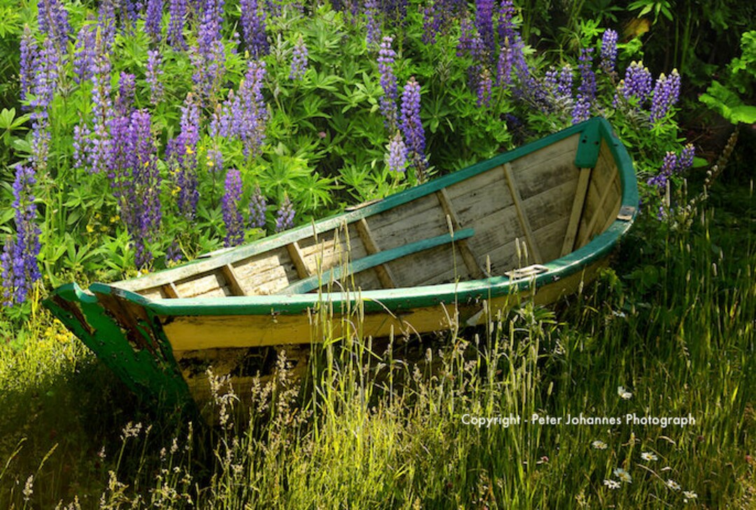Lupine Dory - a Handmade Rowboat in a Bed of Wild Lupines. Photograph ...