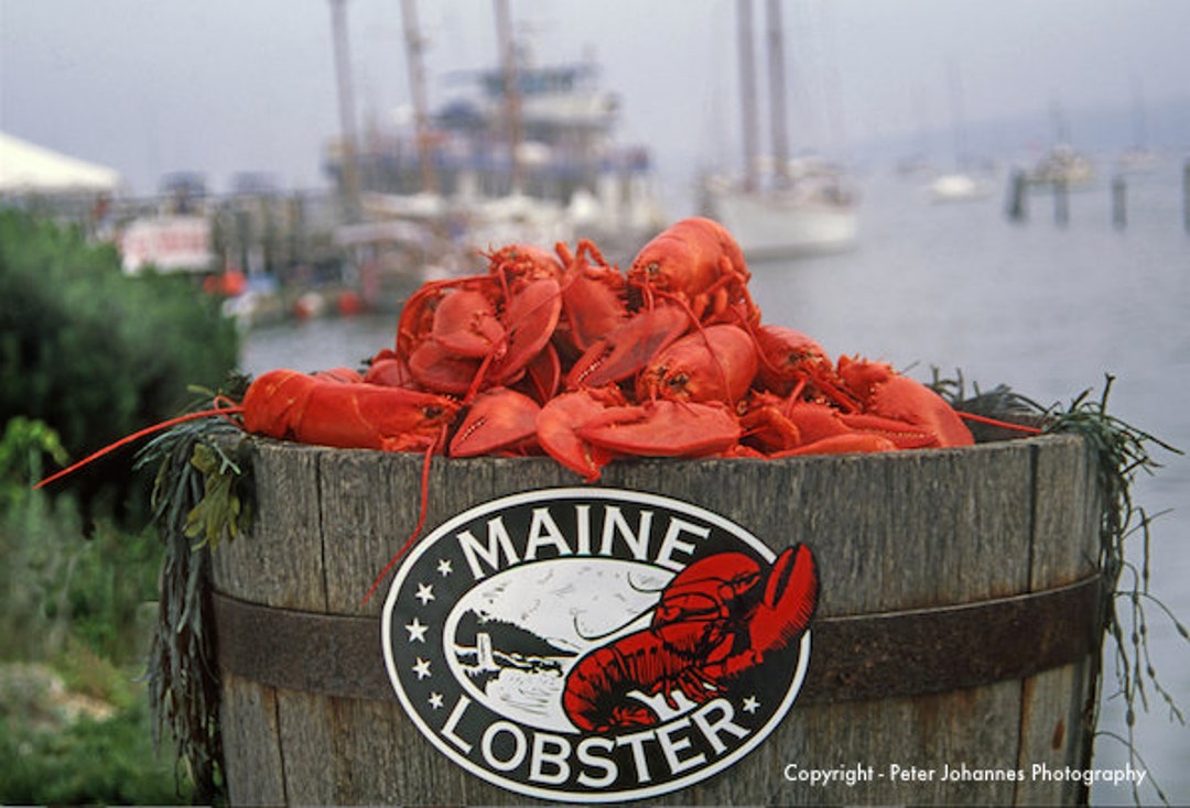 Maine Lobsters - a Mouthwatering Photo of Cooked Maine Lobster ...