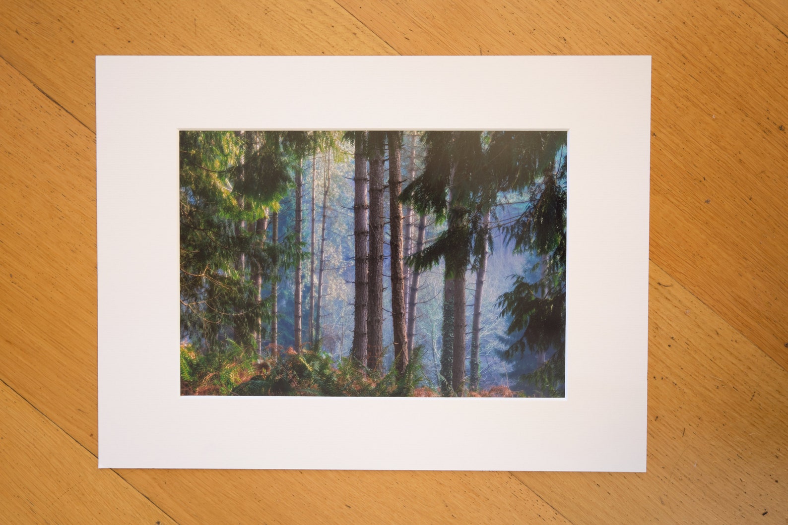 Leigh Woods Bristol Trees Light Beam Ray Green Wood - Etsy
