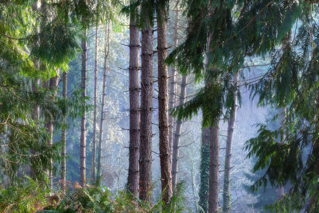 Leigh Woods Bristol Trees Light Beam Ray Green Wood - Etsy