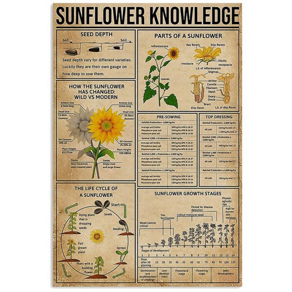 Sunflower Poster - Etsy