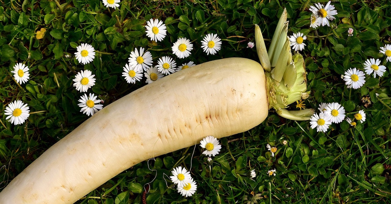 Juego de 500 semillas de nabo croissy Sabrosa variedad con corazón ...