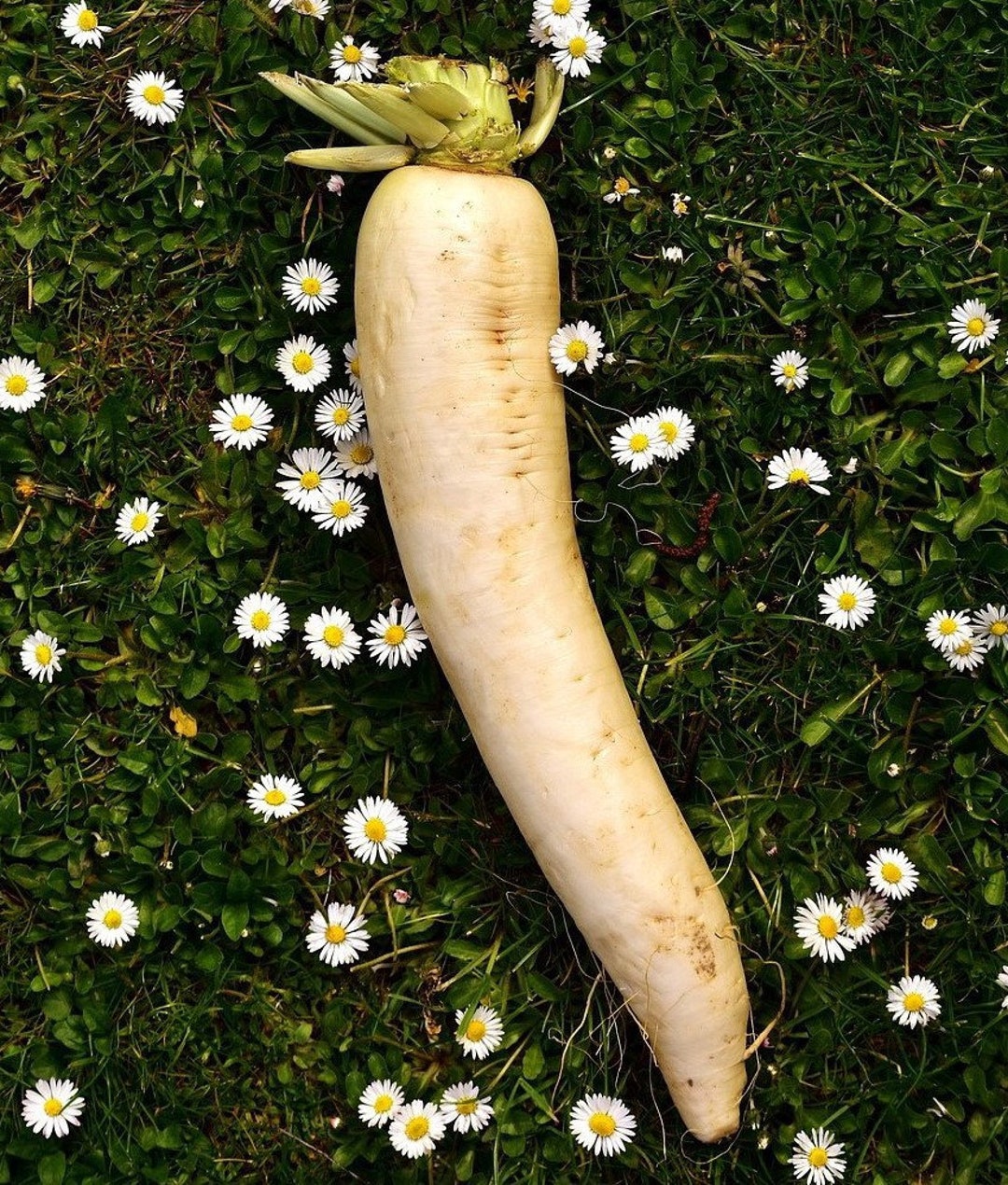 Juego de 500 semillas de nabo croissy Sabrosa variedad con corazón ...
