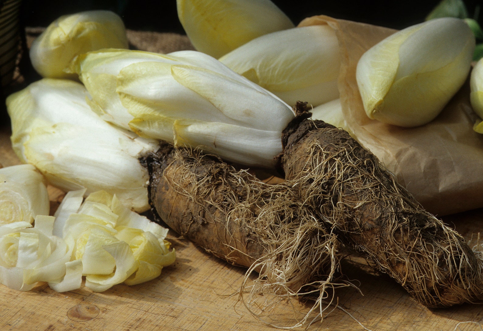 Lot of 500 Seeds of Chicoree Witloof endive - Etsy Canada