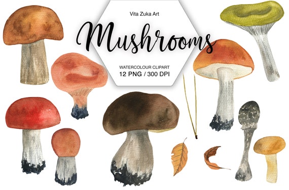 Watercolor Mushroom Clipart Mushroom PNG Set Mushrooms - Etsy