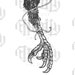 Raven Foot Tattoo/ Stencil Ready to Print / Crow Design /animal ...