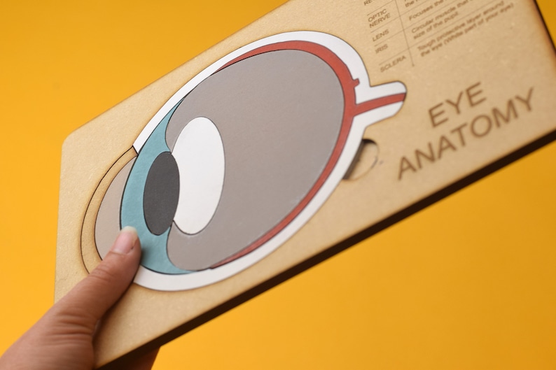 Eye Anatomy Wood Puzzle, Optometry Gift, Optometrist, Eye Doctor, Eye ...