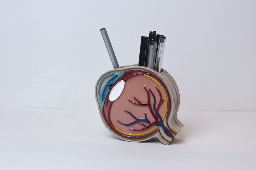Anatomical Eye Pen Holder, Optometry Gift, Optometrist, Eye Doctor ...