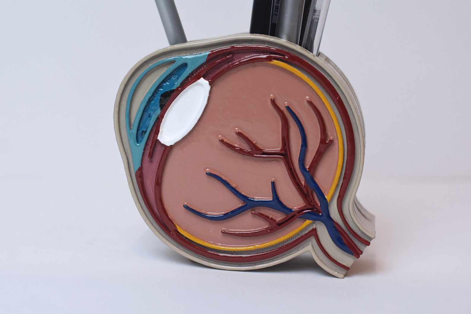 Anatomical Eye Pen Holder Optometry Gift Optometrist Eye | Etsy