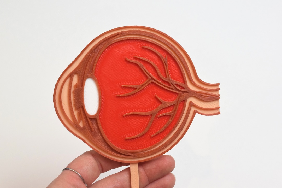 Eye Anatomy Cake Topper Optometry Gift Optometrist Eye Doctor Topper ...