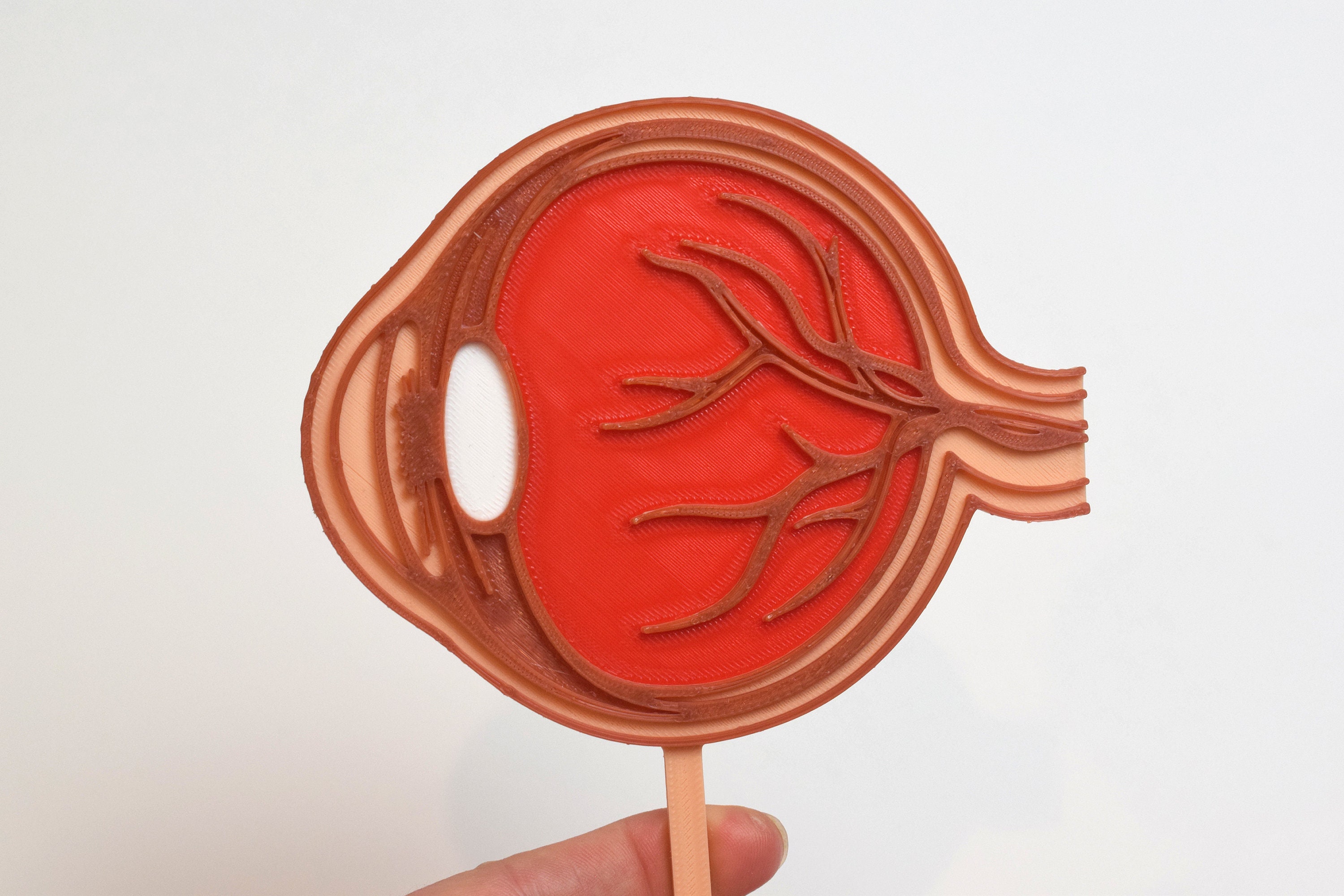 Eye Anatomy Cake Topper, Optometry Graduation Gift - Etsy