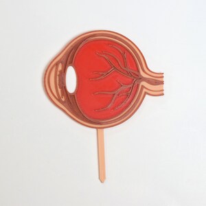 Eye Anatomy Cake Topper Optometry Gift Optometrist Eye Doctor Topper ...