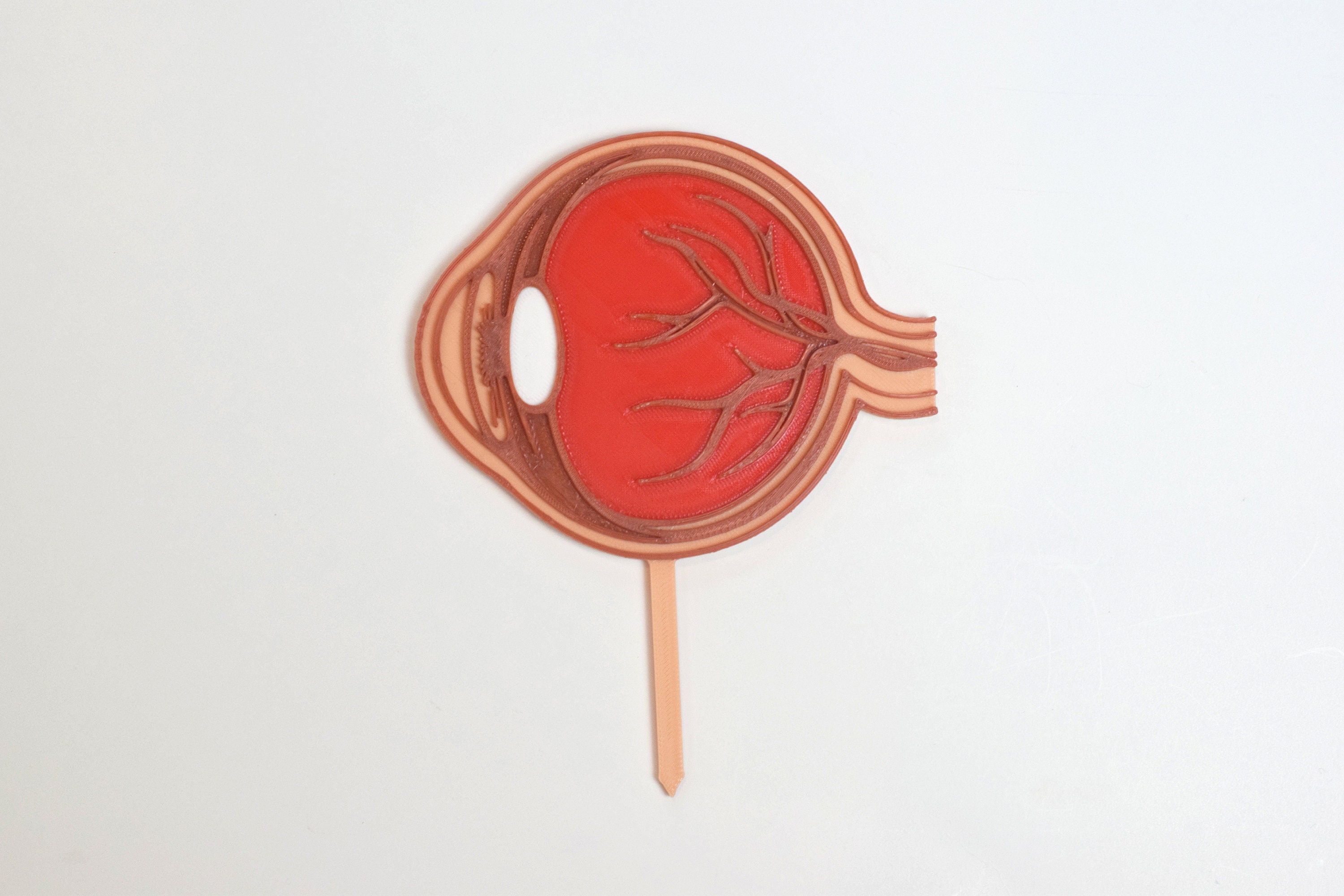 Eye Anatomy Cake Topper, Optometry Graduation Gift - Etsy