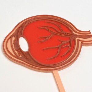 Eye Anatomy Cake Topper Optometry Gift Optometrist Eye Doctor Topper ...