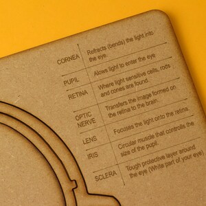 Eye Anatomy Wood Puzzle, Optometry Gift, Optometrist, Eye Doctor, Eye ...