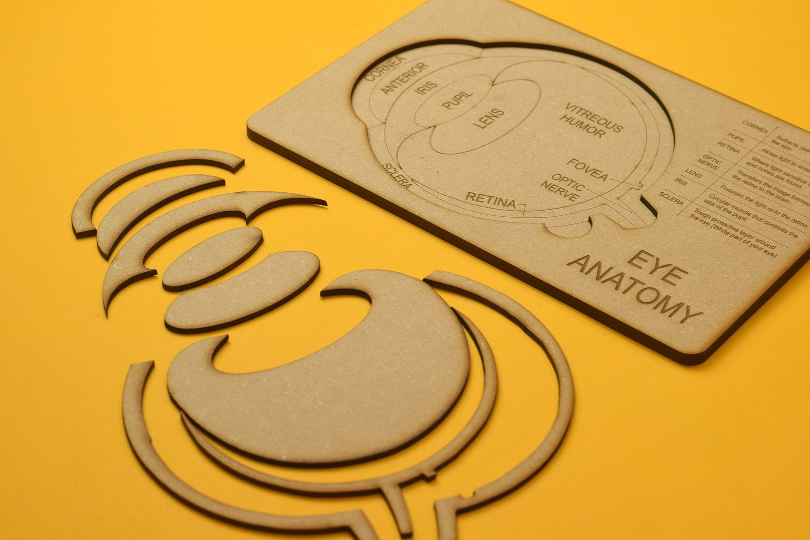 Eye Anatomy Wood Puzzle, Optometry Gift, Optometrist, Eye Doctor, Eye ...