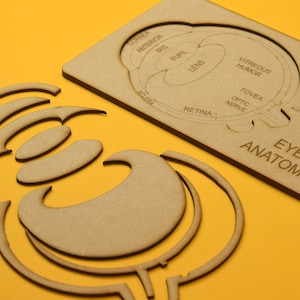 Eye Anatomy Wood Puzzle, Optometry Gift, Optometrist, Eye Doctor, Eye ...