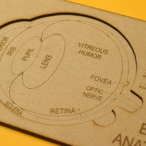 Eye Anatomy Wood Puzzle, Optometry Gift, Optometrist, Eye Doctor, Eye ...