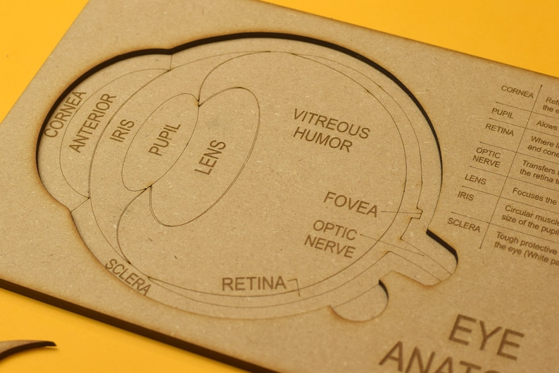 Eye Anatomy Wood Puzzle, Optometry Gift, Optometrist, Eye Doctor, Eye ...