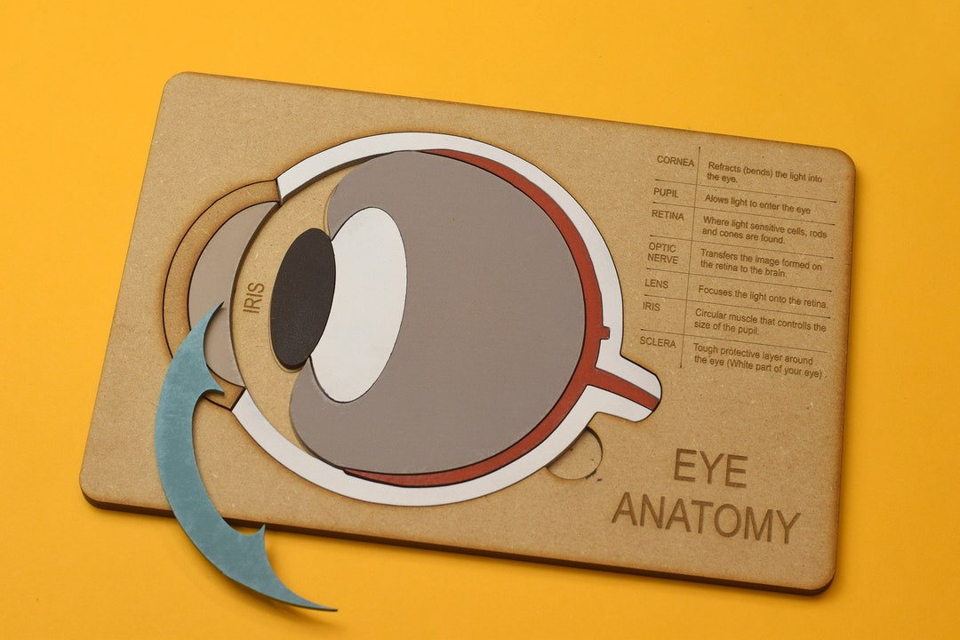 Eye Anatomy Wood Puzzle, Optometry Gift, Optometrist, Eye Doctor, Eye ...