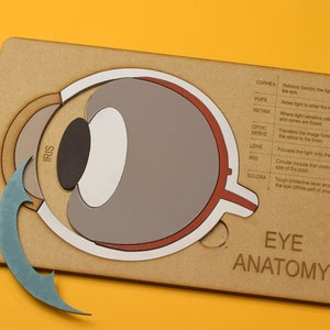 Eye Anatomy Wood Puzzle, Optometry Gift, Optometrist, Eye Doctor, Eye ...