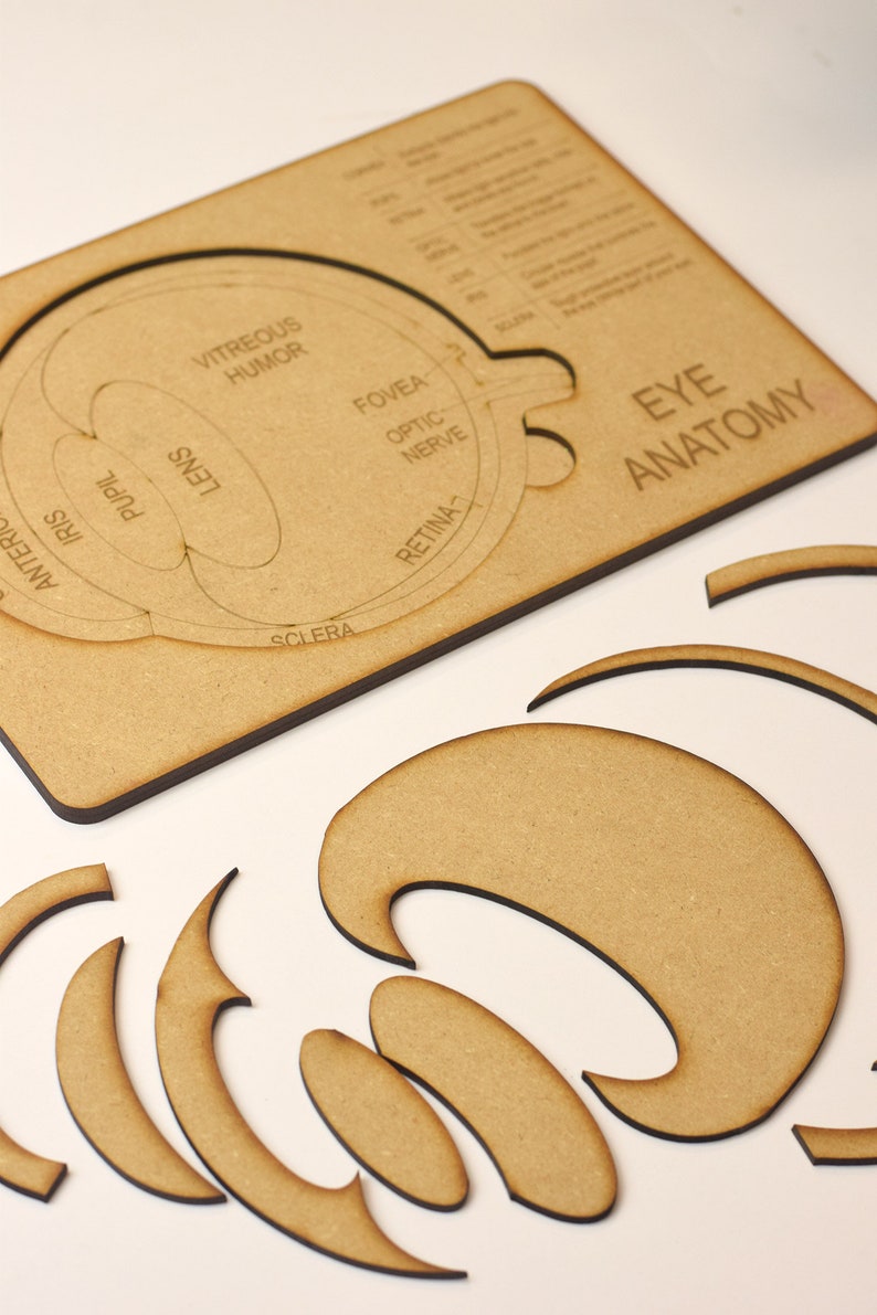 Eye Anatomy Wood Puzzle, Optometry Gift, Optometrist, Eye Doctor, Eye ...