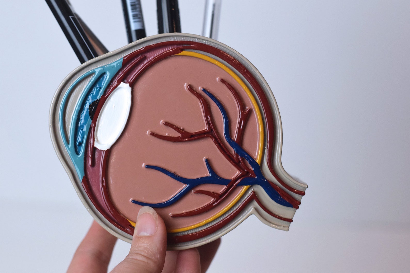 Anatomical Eye Pen Holder Optometry Gift Optometrist Eye - Etsy