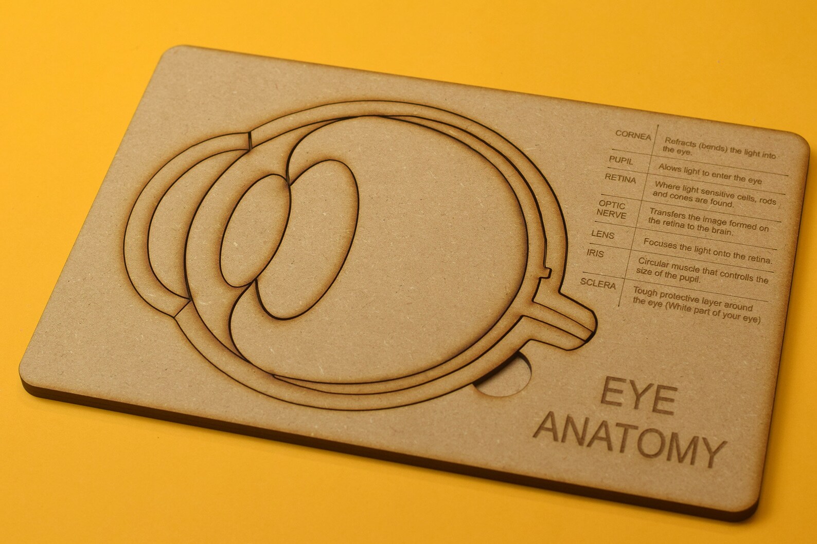Eye Anatomy Wood Puzzle, Optometry Gift, Optometrist, Eye Doctor, Eye ...
