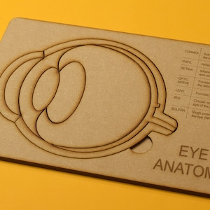Eye Anatomy Wood Puzzle, Optometry Gift, Optometrist, Eye Doctor, Eye ...