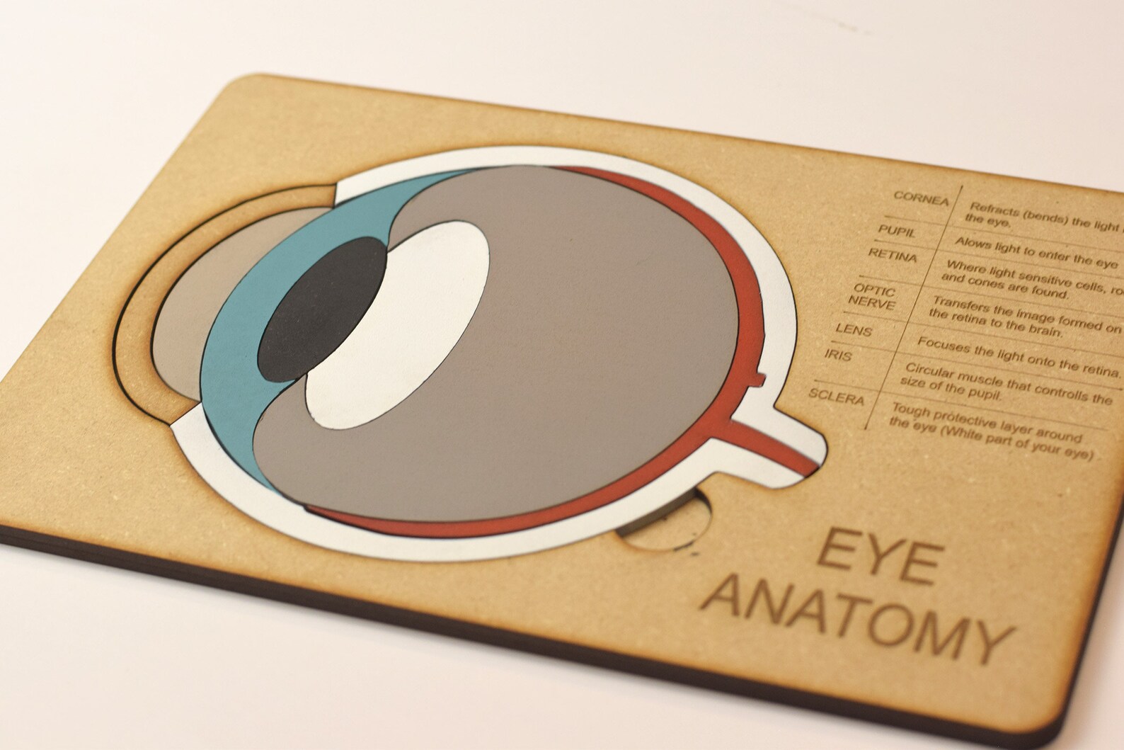 Eye Anatomy Wood Puzzle, Optometry Gift, Optometrist, Eye Doctor, Eye ...
