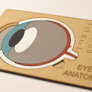 Eye Anatomy Wood Puzzle, Optometry Gift, Optometrist, Eye Doctor, Eye ...