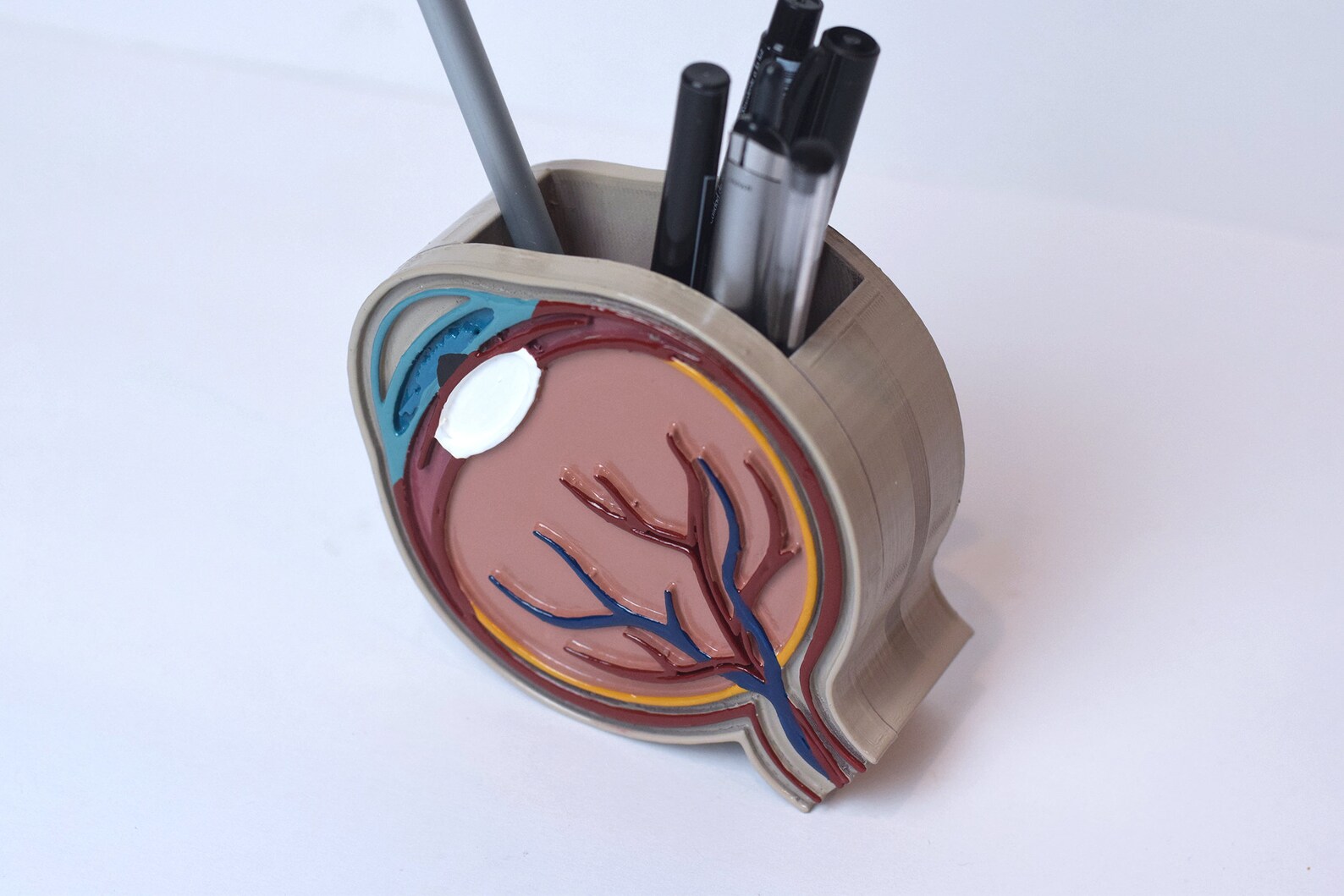 Anatomical Eye Pen Holder Optometry Gift Optometrist Eye - Etsy