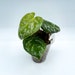 Philodendron Brandtianum Aff wild Form - Etsy