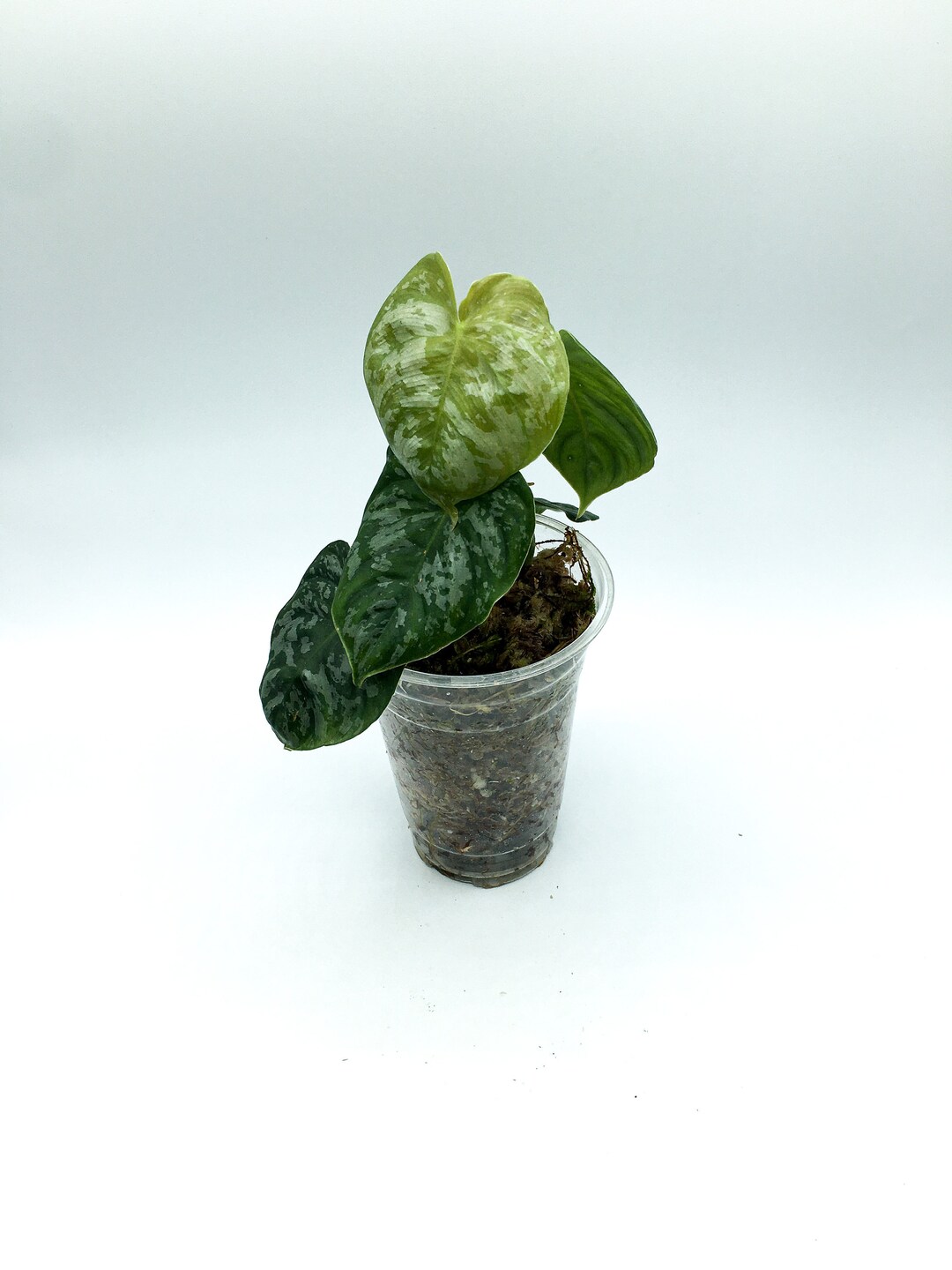 Philodendron Brandtianum Aff (wild Form) - Etsy