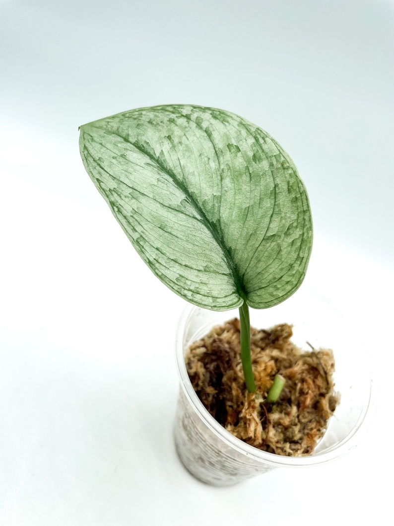 Scindapsus Silver Cloud Rooted Cutting - Etsy