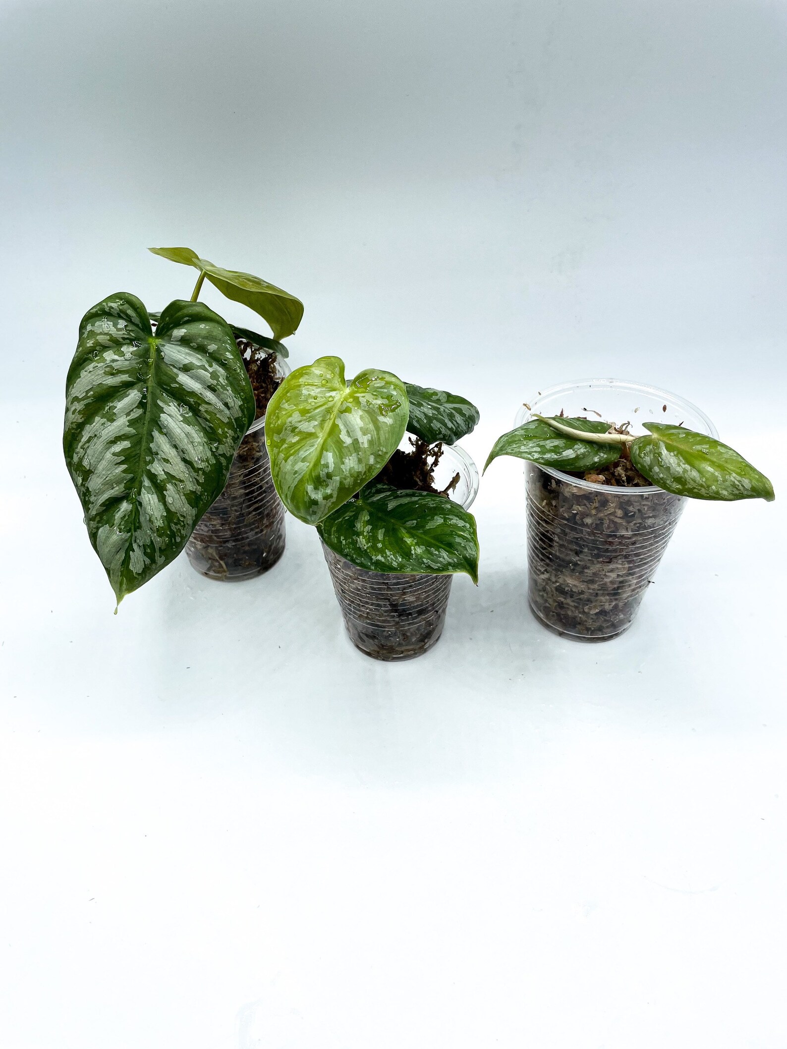 Philodendron Brandtianum Aff wild Form | Etsy