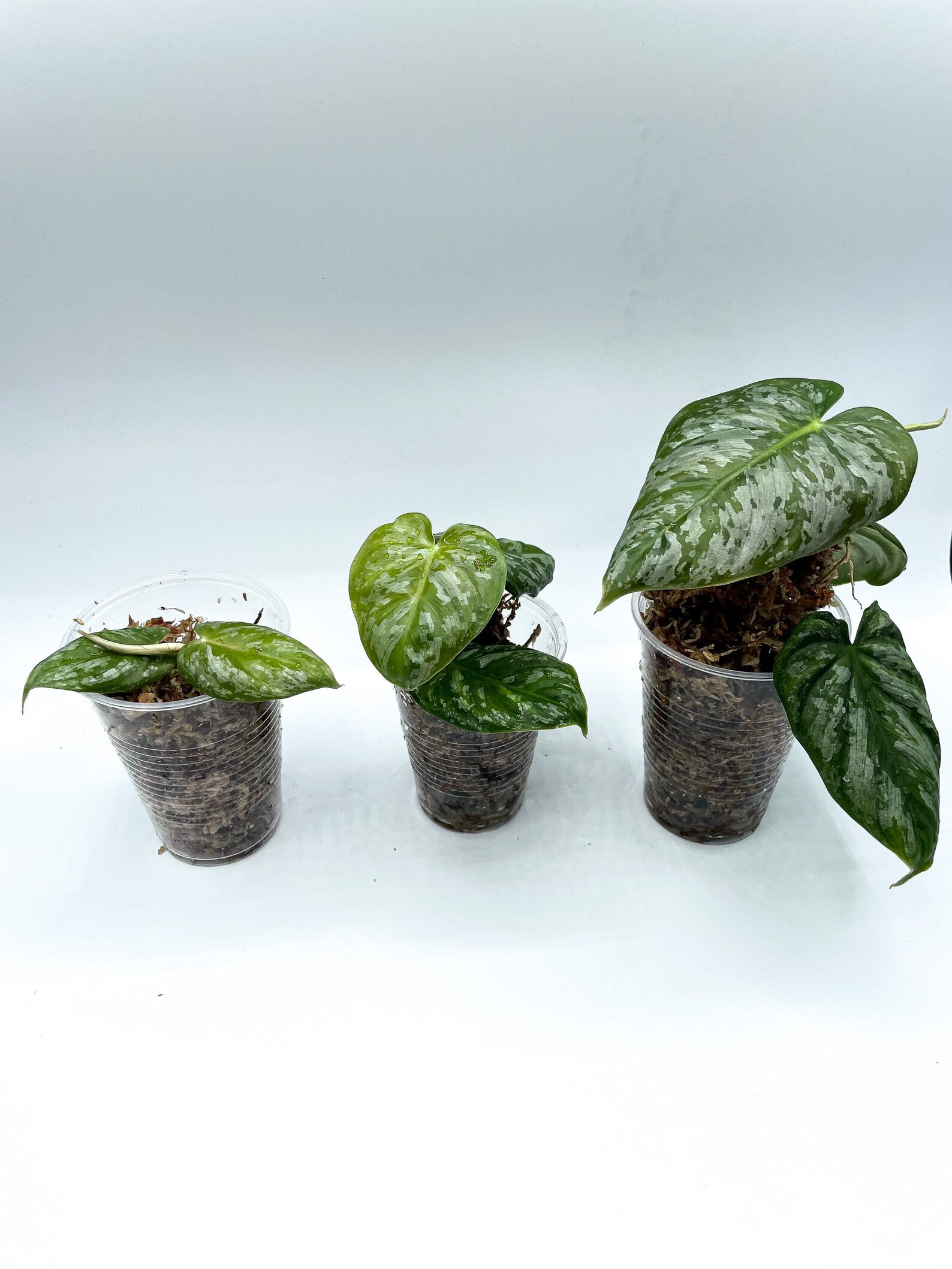 Philodendron Brandtianum Aff wild Form | Etsy