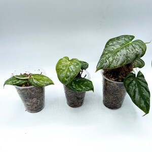 Philodendron Brandtianum Aff (wild Form) - Etsy