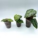 Philodendron Brandtianum Aff (wild Form) - Etsy